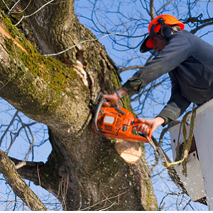 Promotions and Services – www.americabd.com